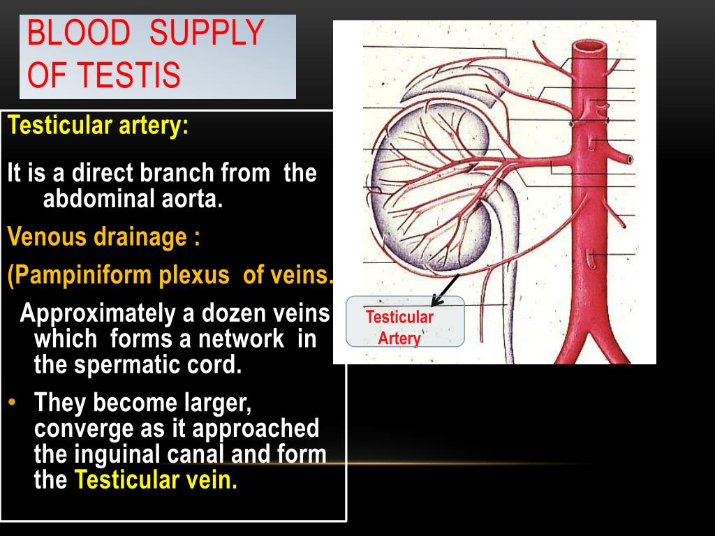 Ppt Testis Epididymis Vas Deferens And Spermatic Cord Powerpoint