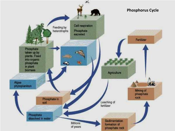 PPT - Cycling of Material in an Ecosystem PowerPoint Presentation - ID ...