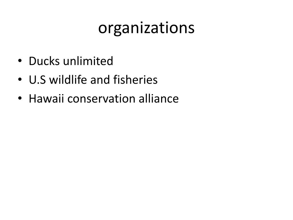 PPT - Hawaiian Duck Anas wyvilliana PowerPoint Presentation, free ...