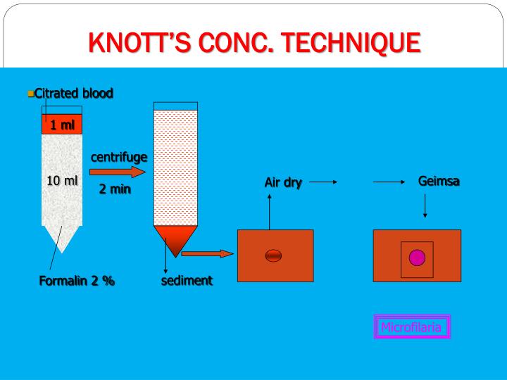 PPT - Medical Parasitology PowerPoint Presentation - ID:2368422