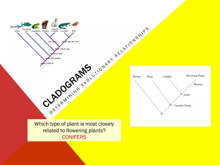PPT - Cladograms PowerPoint Presentation, free download - ID:2368566