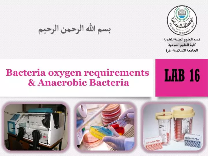 PPT - Bacteria oxygen requirements & Anaerobic Bacteria PowerPoint ...