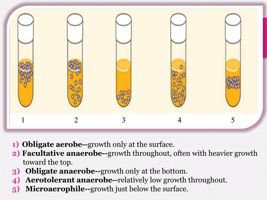 PPT - Bacteria oxygen requirements & Anaerobic Bacteria PowerPoint ... PPT - Bacteria oxygen requirements & Anaerobic Bacteria PowerPoint ...
