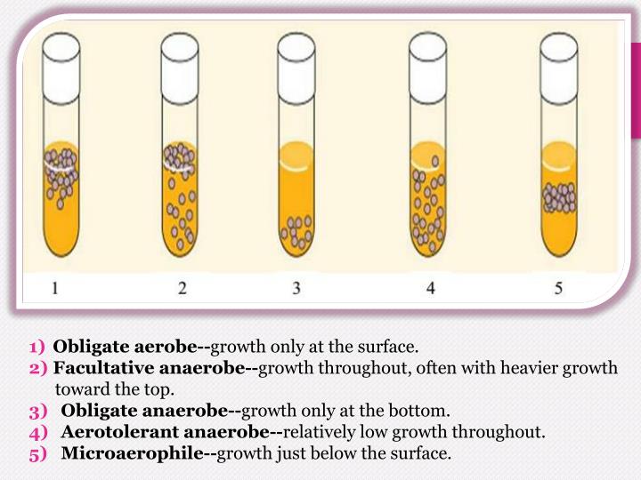 PPT - Bacteria oxygen requirements & Anaerobic Bacteria PowerPoint ...