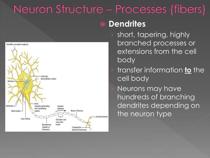 PPT - Fundamentals of the Nervous System and Nervous Tissue PowerPoint ...