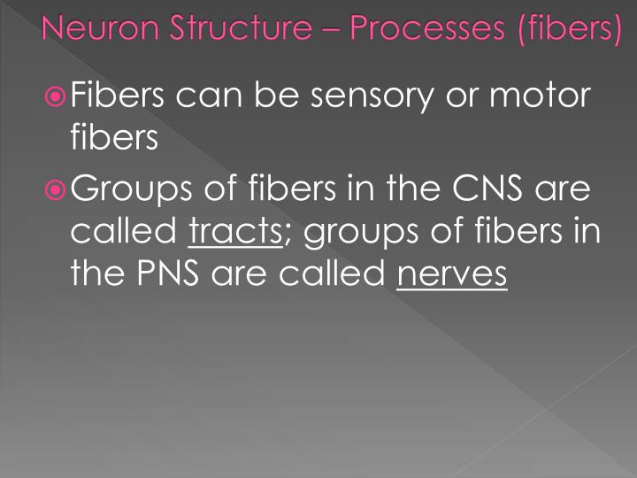 PPT - Fundamentals of the Nervous System and Nervous Tissue PowerPoint ...