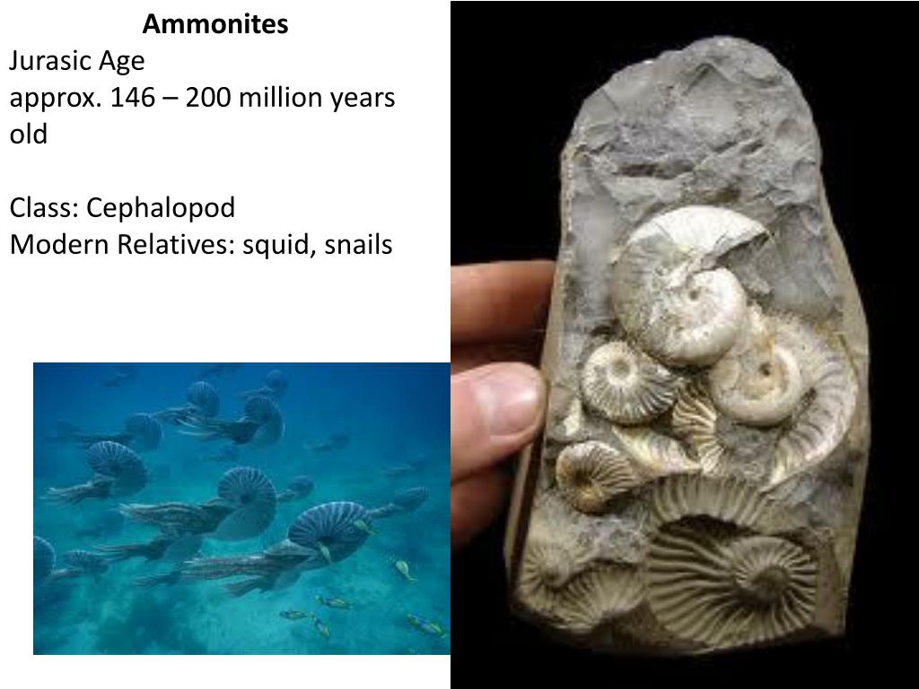 PPT - Ammonites Jurasic Age approx. 146 – 200 million years old Class ...