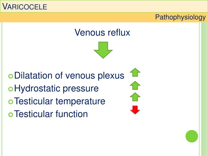 PPT - The Varicocele’s Impact over the Masculine Fertility PowerPoint ...