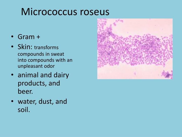 PPT - Bacterial Identification PowerPoint Presentation - ID:2368770