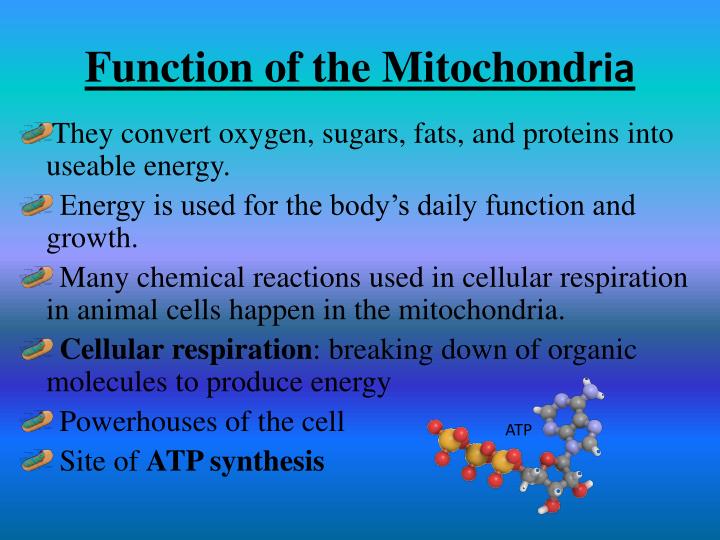 PPT - Mitochondria PowerPoint Presentation - ID:2369112