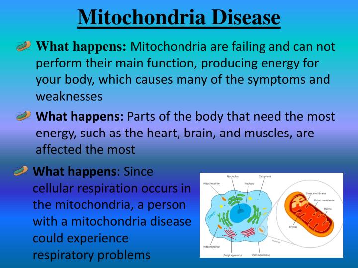 PPT - Mitochondria PowerPoint Presentation - ID:2369112
