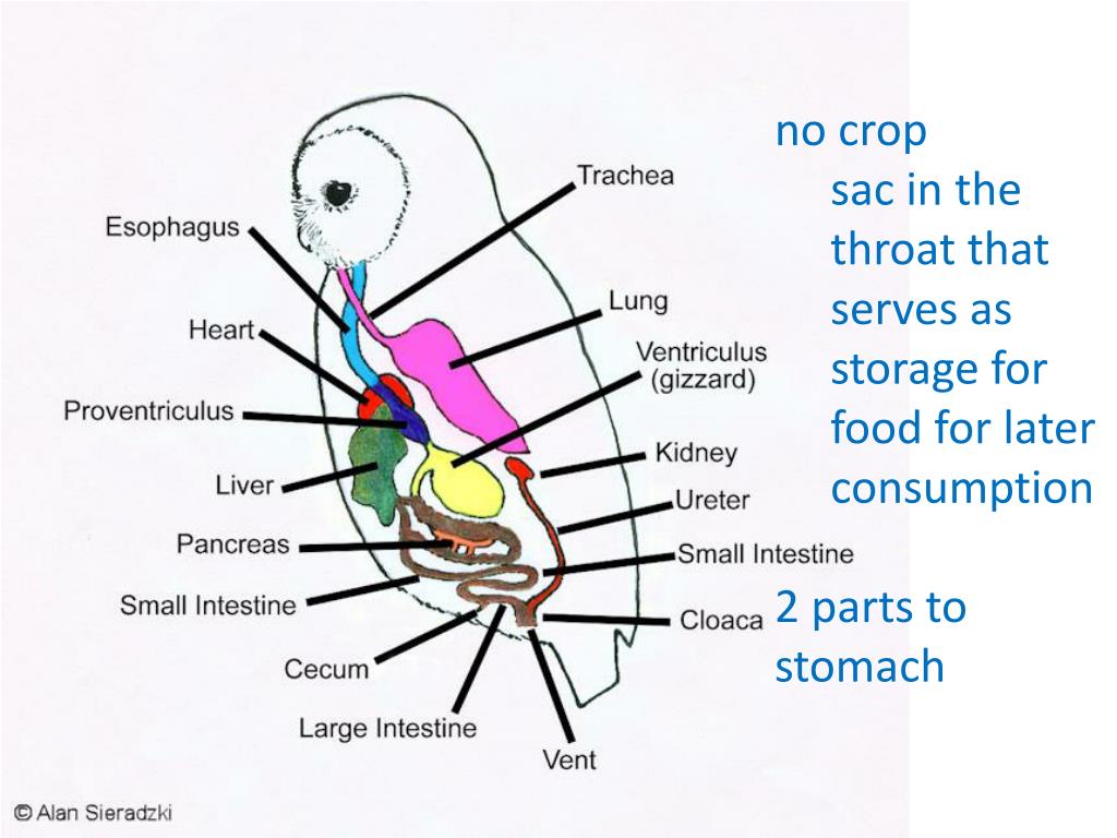 PPT - hawks, eagles and other raptors that swallow their prey whole ...