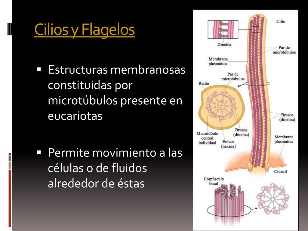 PPT - CÉLULAS TIPOS O rigen de la célula eucariota ORGANELOS 2012 ...