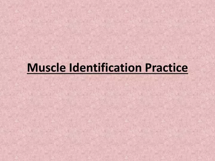 PPT - Muscle Identification Practice PowerPoint Presentation, free ...
