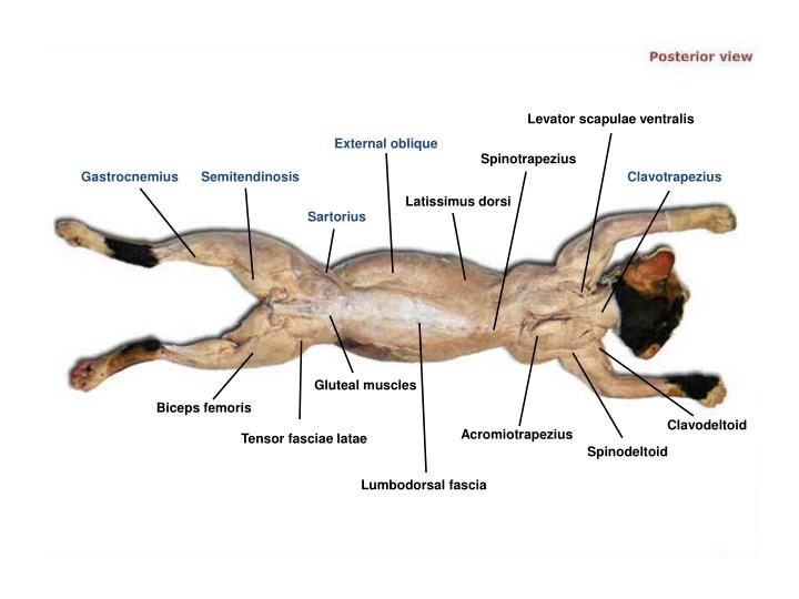 PPT - Cat Lab 1 PowerPoint Presentation - ID:2369749