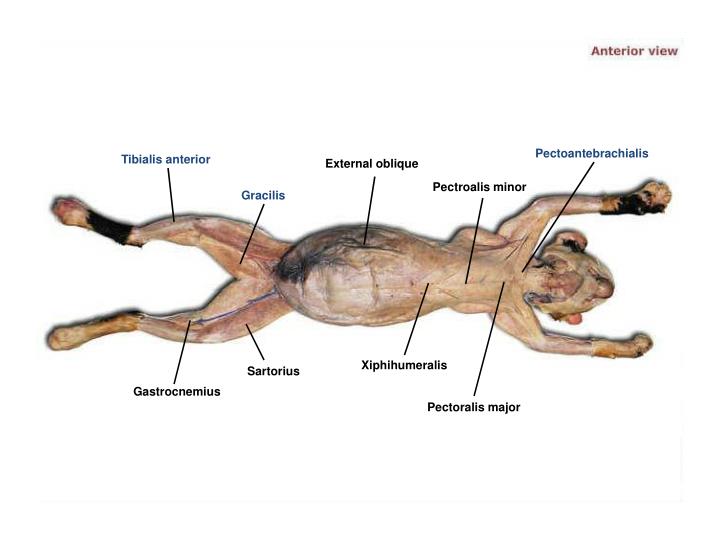 PPT - Cat Lab 1 PowerPoint Presentation - ID:2369749