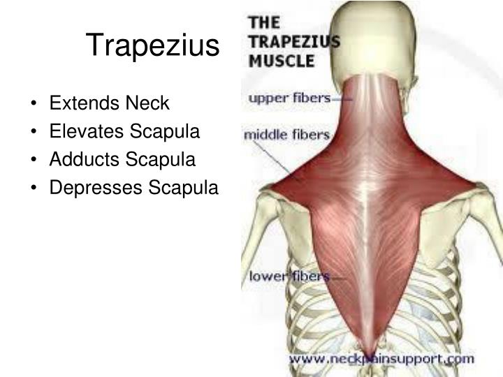 PPT - Muscles PowerPoint Presentation - ID:2369766