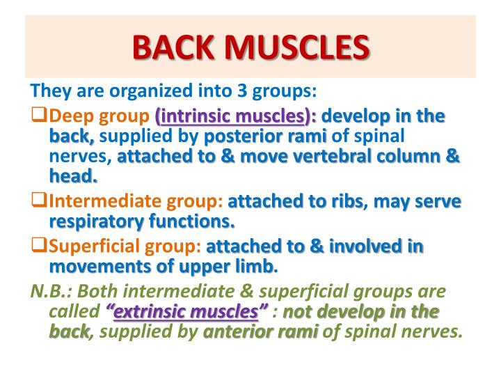 PPT - MUSCLES OF BACK PowerPoint Presentation - ID:2370146