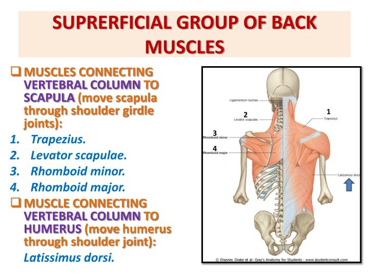 PPT - MUSCLES OF BACK PowerPoint Presentation - ID:2370146