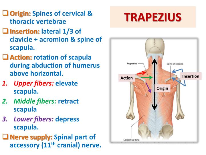 PPT - MUSCLES OF BACK PowerPoint Presentation - ID:2370146