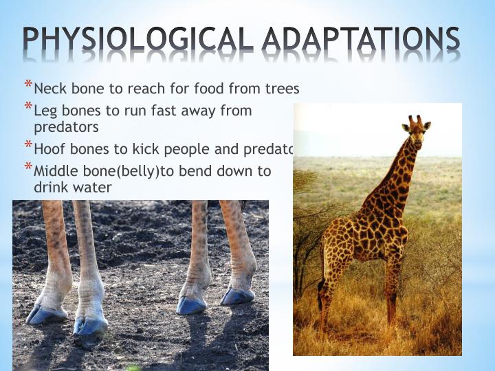 PPT - Giraffes! PowerPoint Presentation - ID:2371087