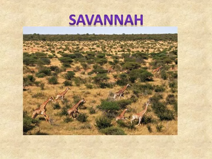 PPT - savannah PowerPoint Presentation, free download - ID:2371096
