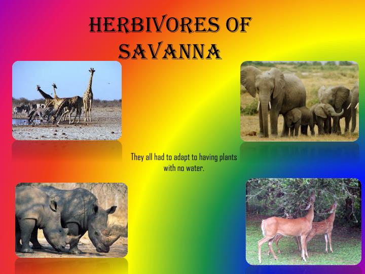 PPT - Savanna PowerPoint Presentation - ID:2371636