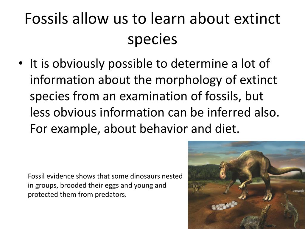 PPT - Chapter 3 What the rocks say: how geology and paleontology reveal ...