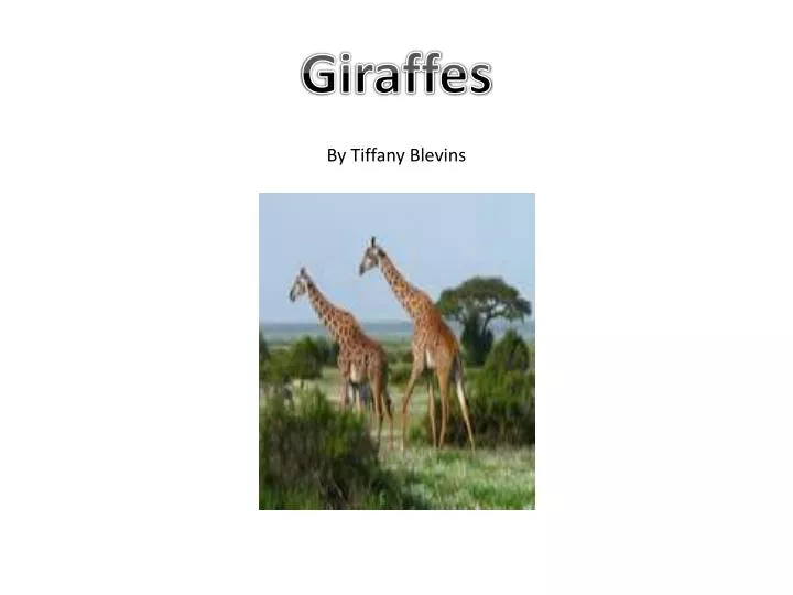 PPT - Giraffes PowerPoint Presentation, free download - ID:2372455