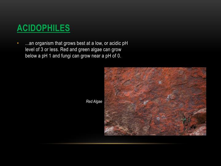 PPT - Extremophiles PowerPoint Presentation - ID:2372570