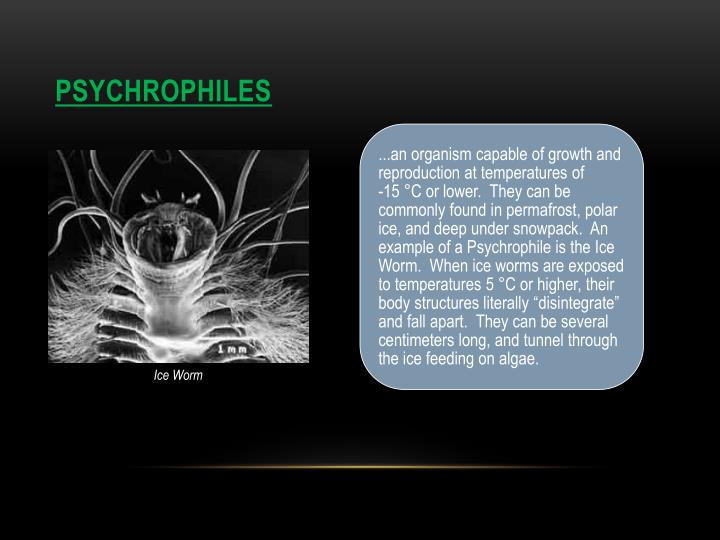PPT - Extremophiles PowerPoint Presentation - ID:2372570