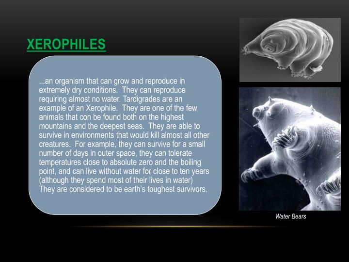 PPT - Extremophiles PowerPoint Presentation - ID:2372570