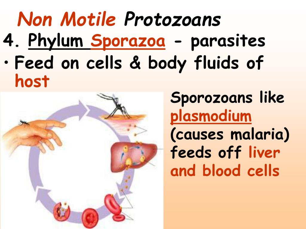 PPT - KINGDOM PROTISTA Biology 112 PowerPoint Presentation, free ...