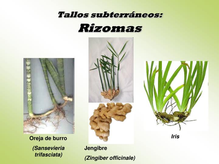 PPT - ORGANOGRAFÍA PowerPoint Presentation - ID:2373143