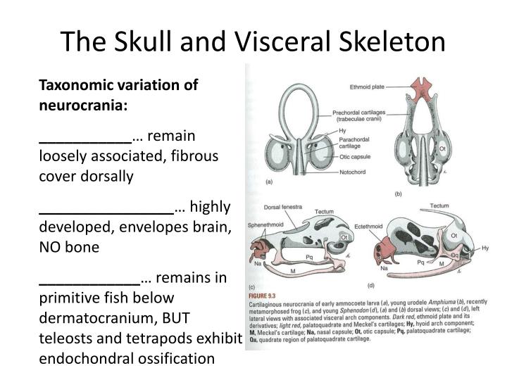 PPT - The Skull and Visceral Skeleton PowerPoint Presentation - ID:2373617