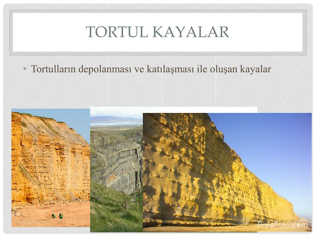 PPT - Kitlesel yokoluşlar sırasında hayatta kalma kuralları neden ...