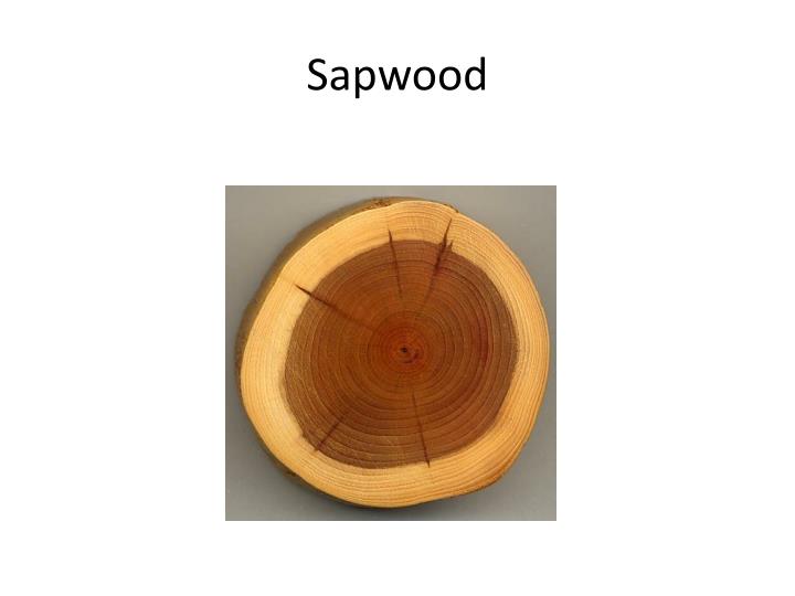 PPT - AIM: SWBAT describe the different layers in a cross section of a ...