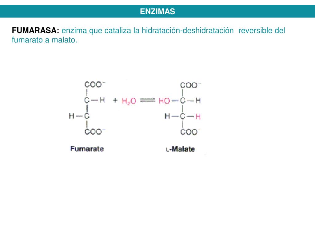 PPT - 6.1. Visión general del Metabolismo Celular. 6.2. Importancia de ...
