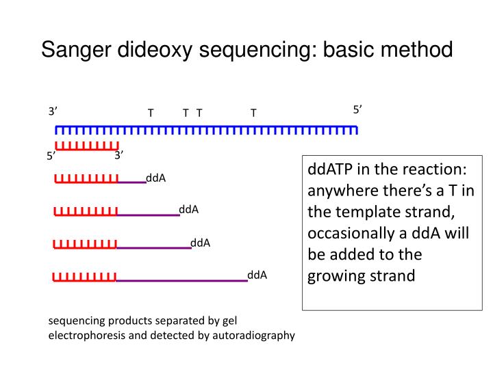 PPT - DNA Sequencing PowerPoint Presentation - ID:2374266