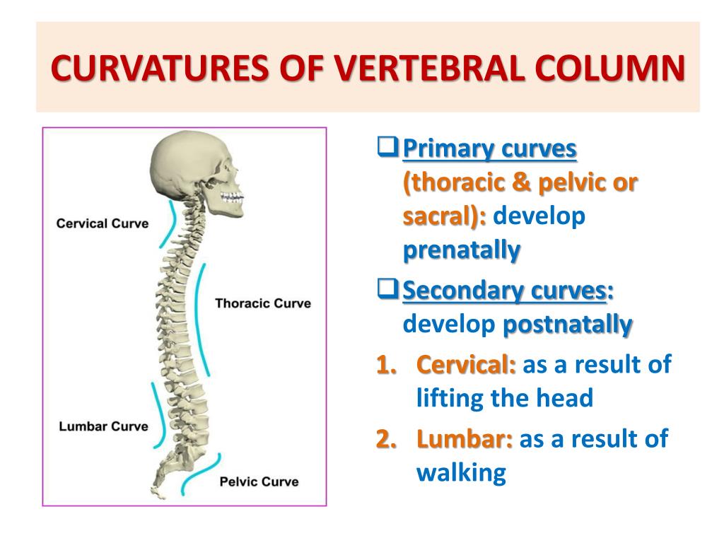 Ppt Development Of Vertebral Column And Spinal Cord Powerpoint