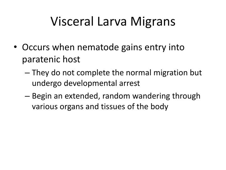 PPT - Toxocara canis PowerPoint Presentation - ID:2374457