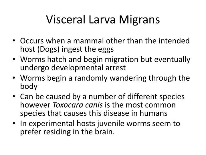 PPT - Toxocara canis PowerPoint Presentation - ID:2374457