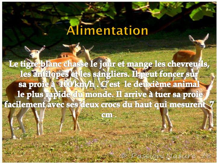 PPT - Tigre blanc PowerPoint Presentation - ID:2374474