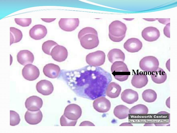 PPT - TP 3 ème Année Pharmacie Identification des cellules sanguines ...