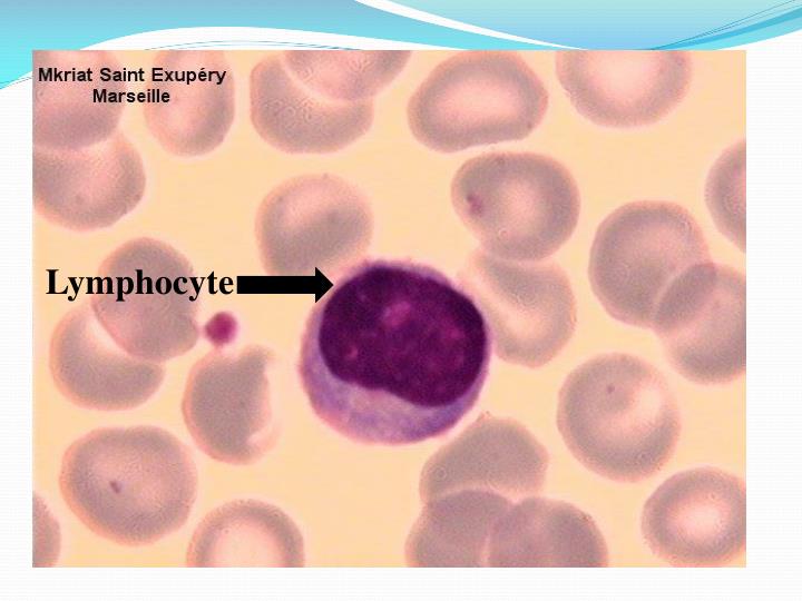 PPT - TP 3 ème Année Pharmacie Identification des cellules sanguines ...