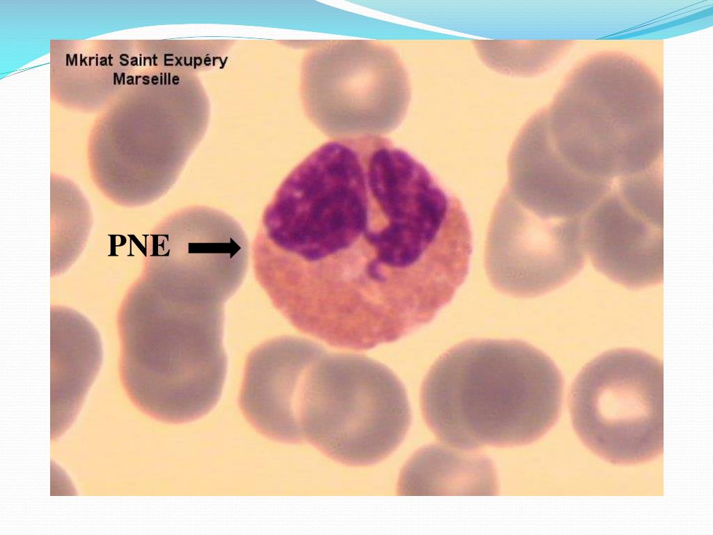 PPT - TP 3 ème Année Pharmacie Identification des cellules sanguines ...