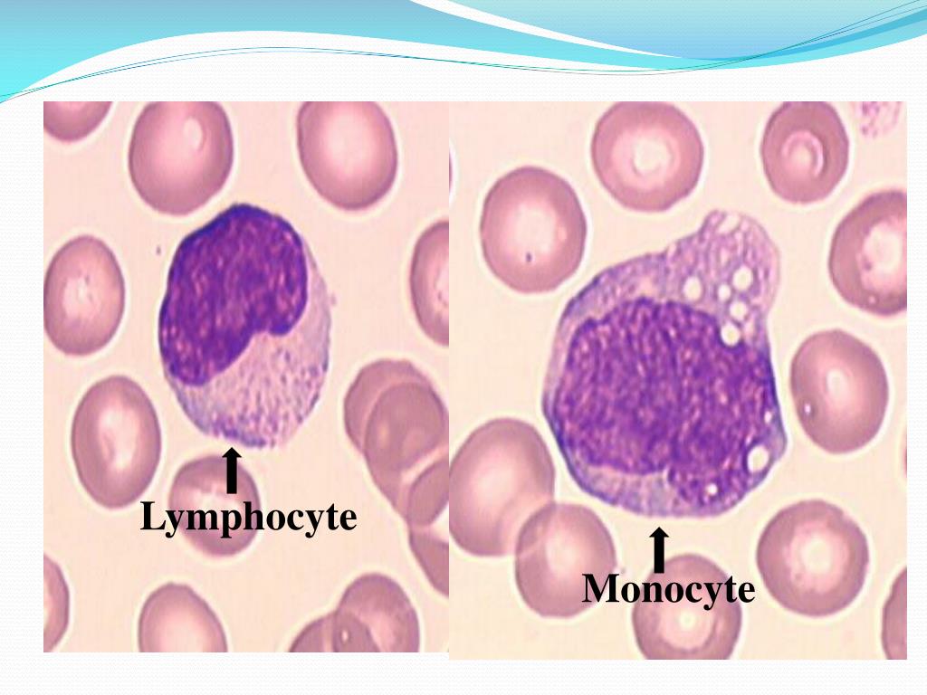 PPT - TP 3 ème Année Pharmacie Identification des cellules sanguines ...