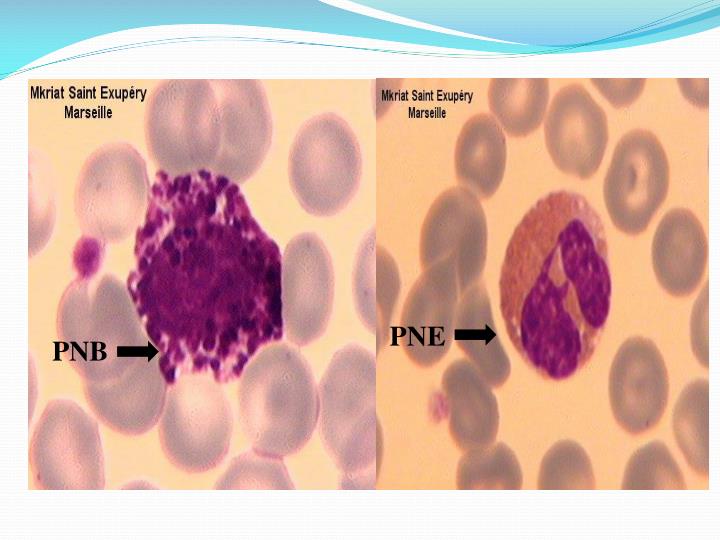 PPT - TP 3 ème Année Pharmacie Identification des cellules sanguines ...