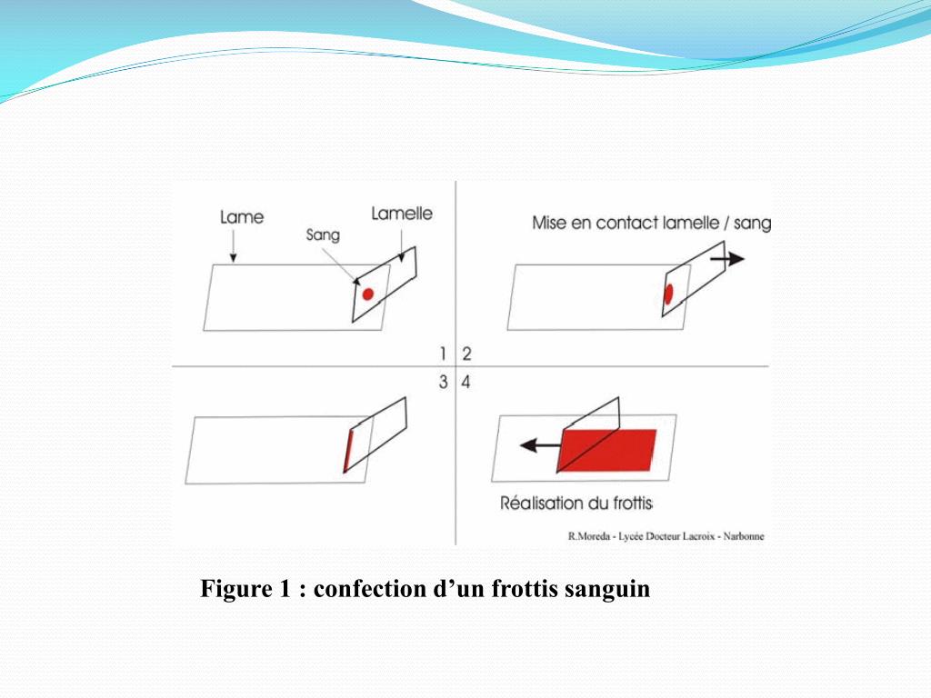 PPT - TP 3 ème Année Pharmacie Identification des cellules sanguines ...