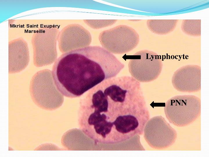 PPT - TP 3 ème Année Pharmacie Identification des cellules sanguines ...